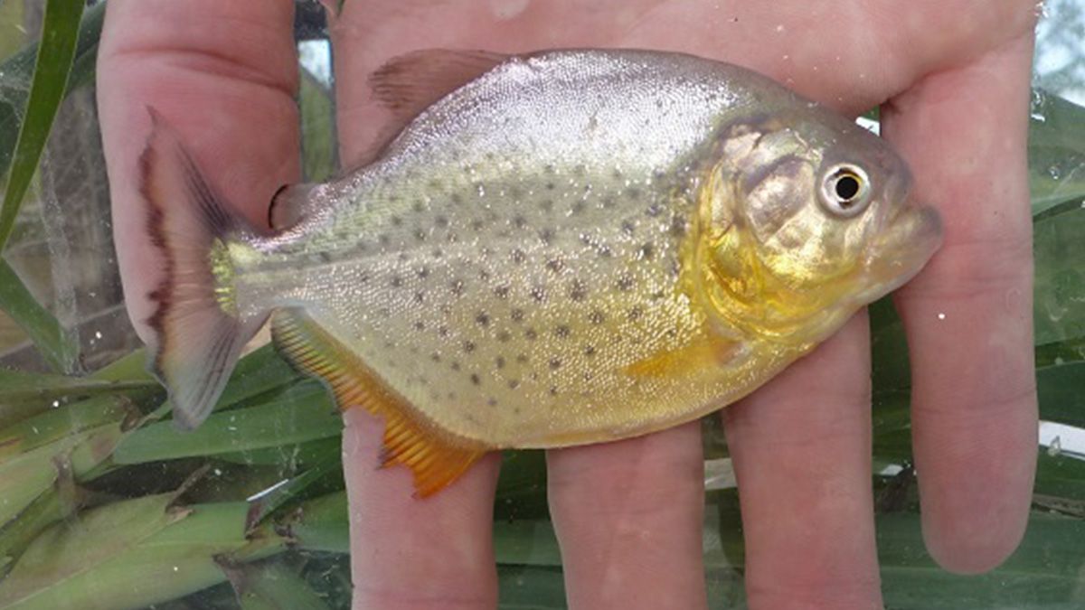 Palometas: identikit de una especie de naturaleza agresiva que ayuda a ...