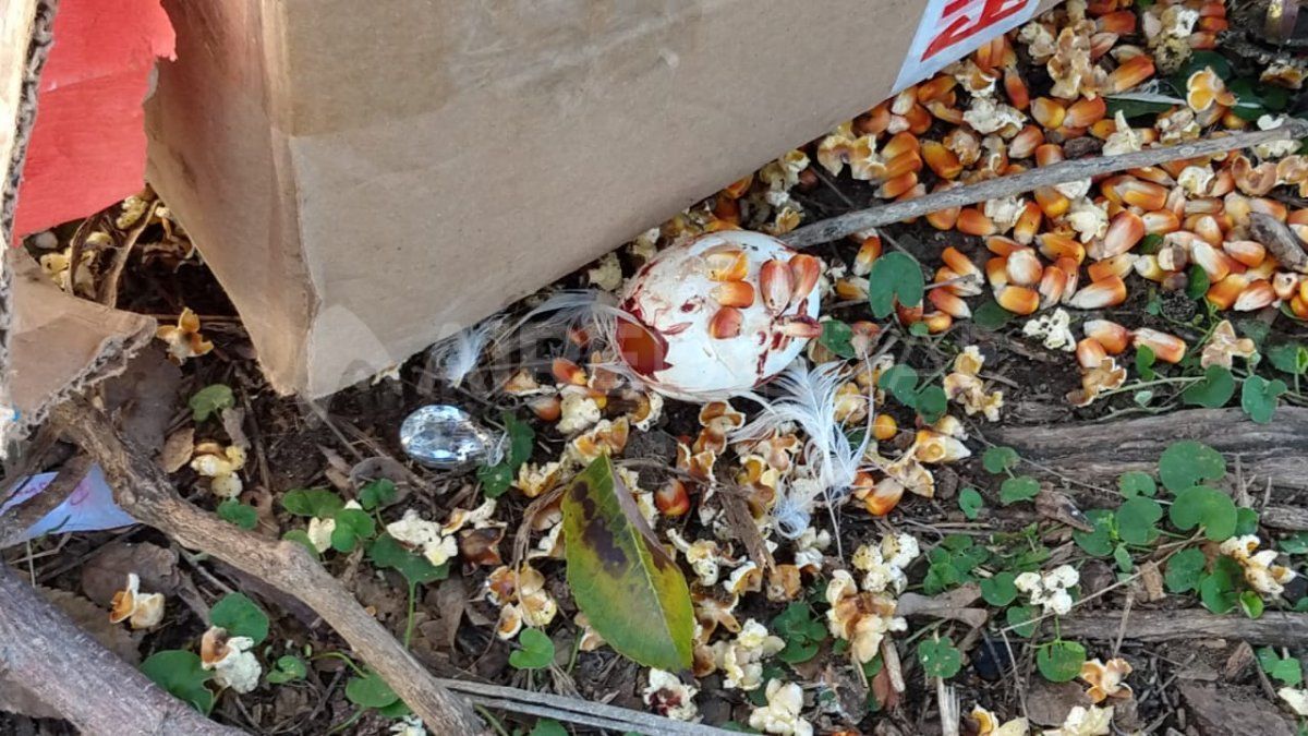 Una gallina muerta, velas blancas y pororó: el macabro hallazgo de un ...
