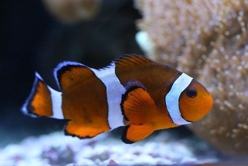 ¿La historia de “Buscando a Nemo” no es como la conocemos?
