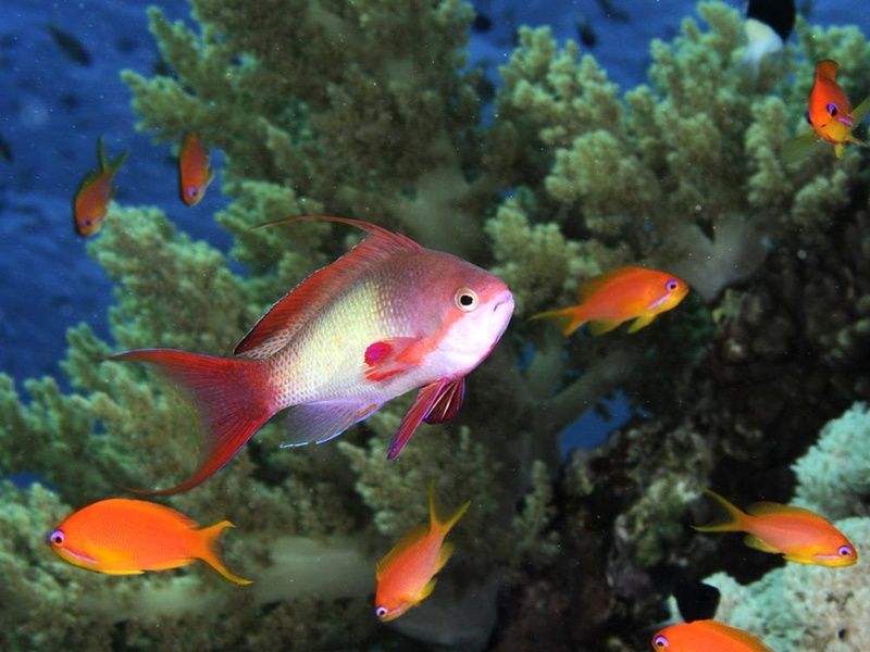15 cosas increíbles que no sabés sobre los peces