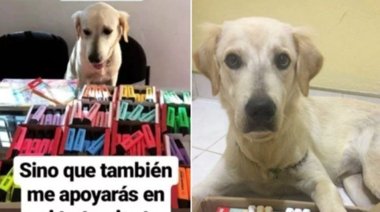 Scott, el perro que vende resaltadores para operarse y seguir caminando