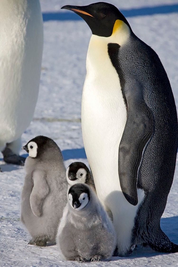 La “catástrofe” Del Pingüino Emperador Murieron Miles De Crías En La