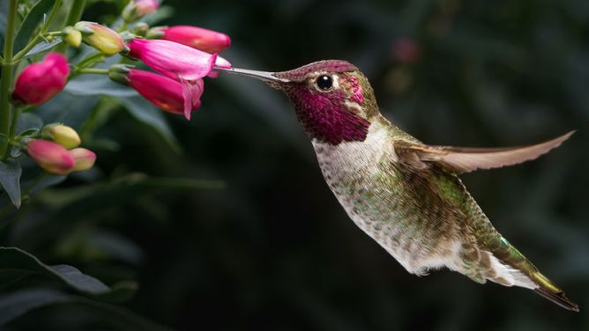 Cuánto come el colibrí