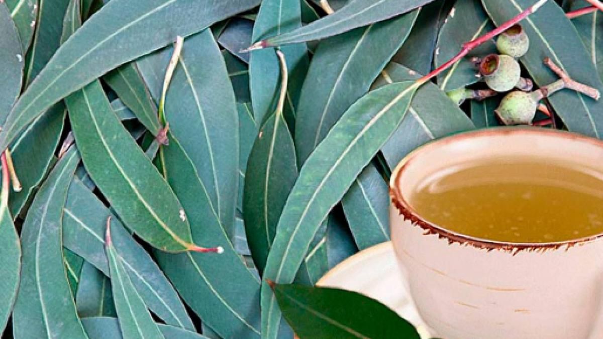 Eucalipto: cómo consumirlo y qué beneficios tiene para la salud