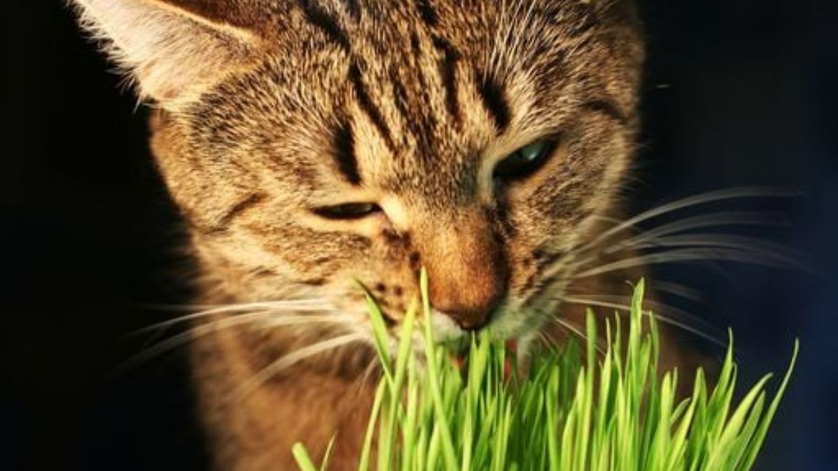 La planta favorita de los gatos y que atrae buena suerte al hogar