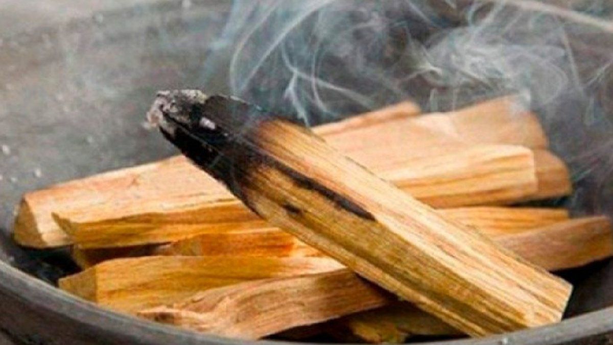 Palo Santo: qué es y cómo aprovechar sus beneficios