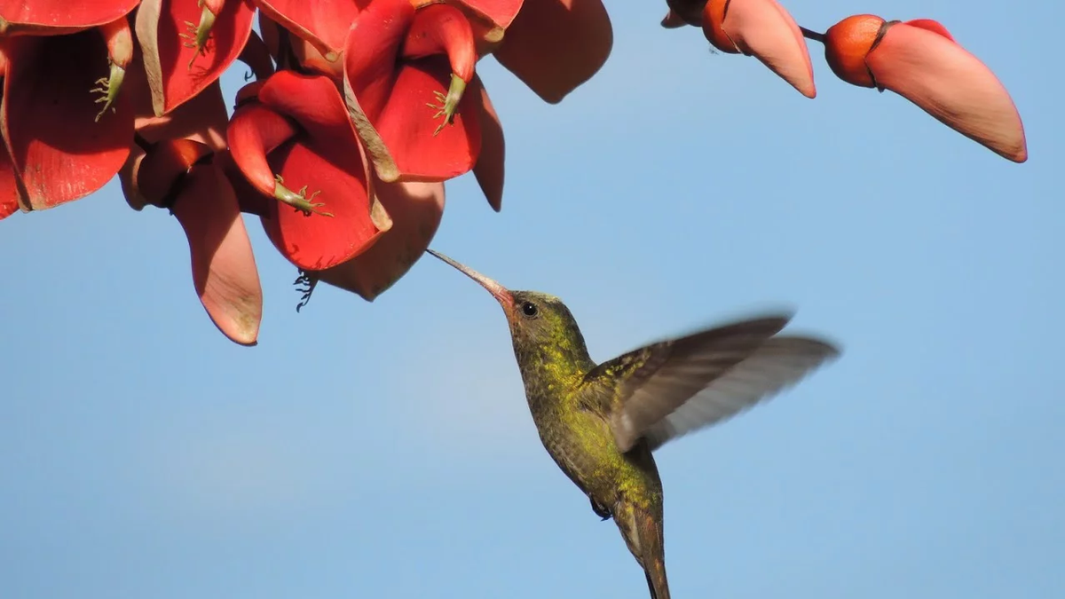 Qué mensaje trae un picaflor