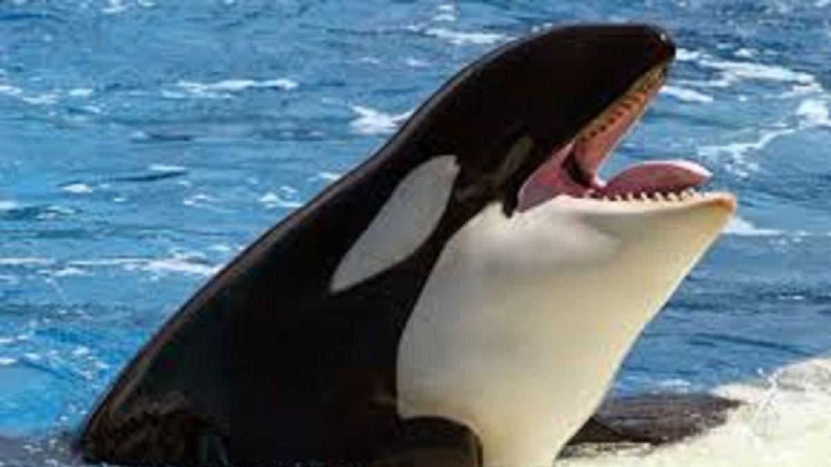 Orca apareció en Monte Hermoso y aterró a los turistas