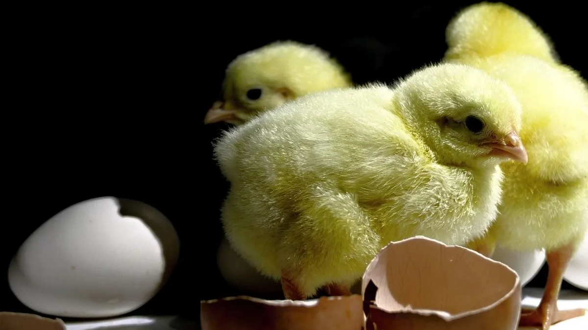 Abrió su cartón de huevos y se encontró un pollito recién nacido: el ...