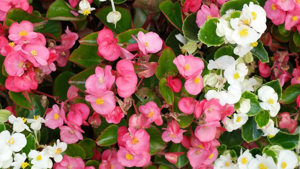 Qué flores plantar a la sombra en noviembre para que crezcan todo el verano