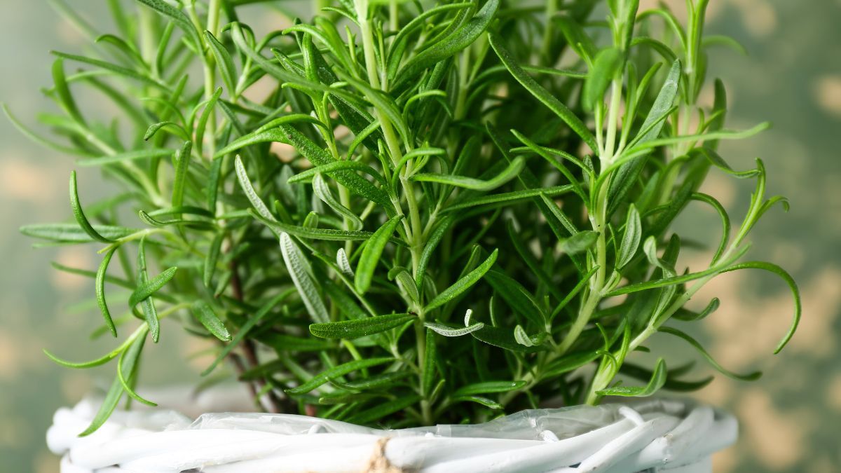 Cómo hacer que el romero y las hierbas aromáticas se multipliquen en tu ...