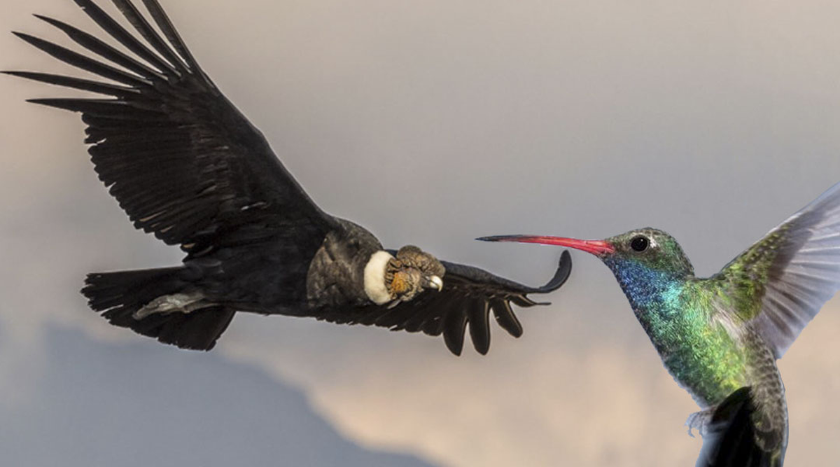 El colibrí como ser mitológico: las creencias que inspiró