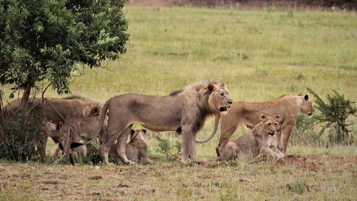 Video: el impresionante momento en que el líder de la manada echa a un ...