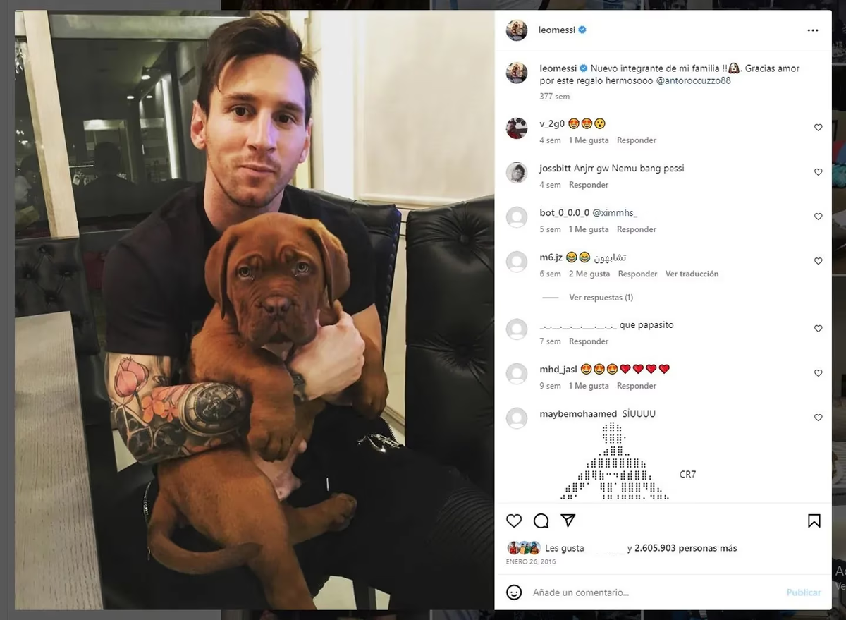 ¿Qué es de la vida de Hulk, el perro de Lionel Messi?