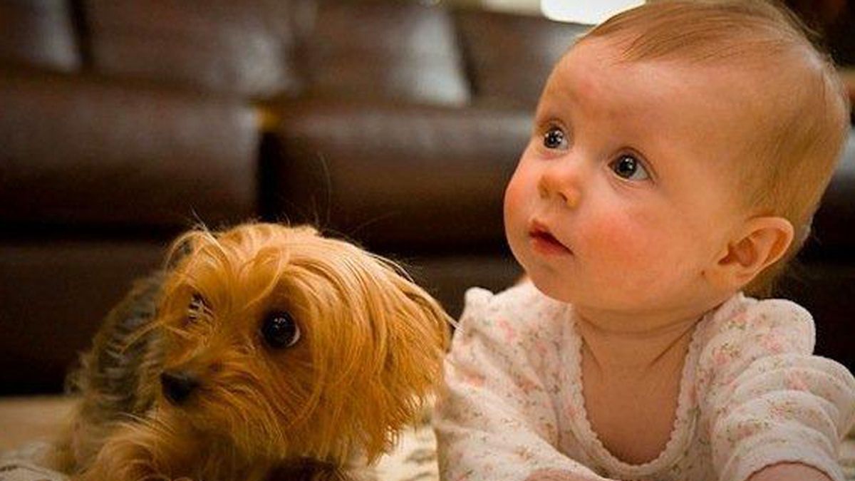 Los más adorables videos de bebés junto con sus perros