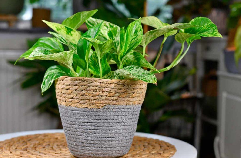 5 plantas de interior que no necesitan luz solar