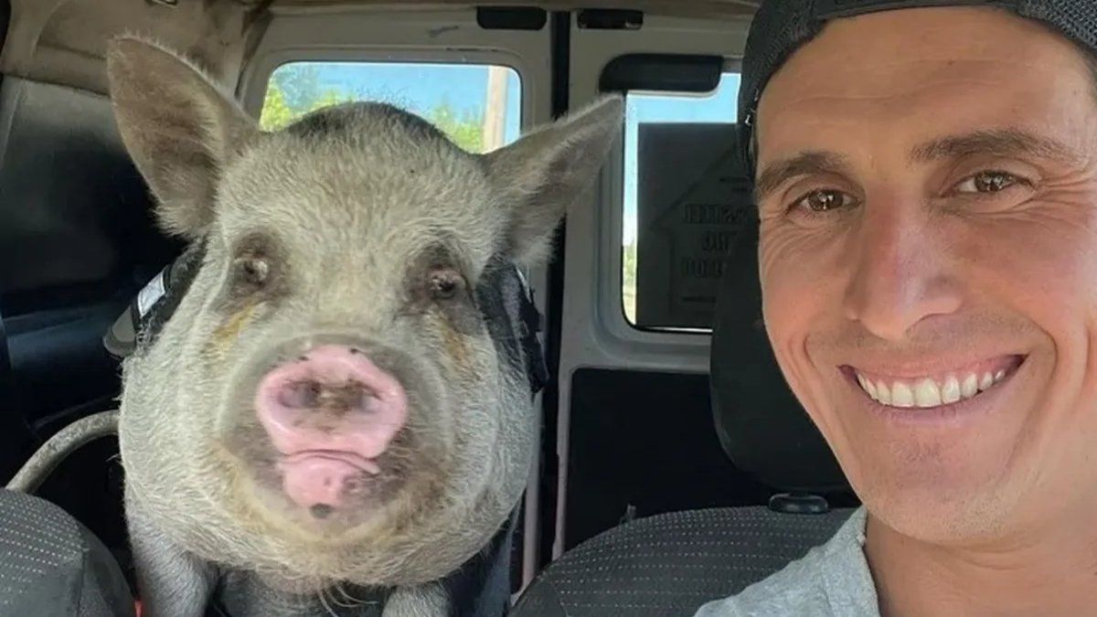 Repudio: adoptó a un chanchito como mascota, pero se lo comió en un asado con los amigos