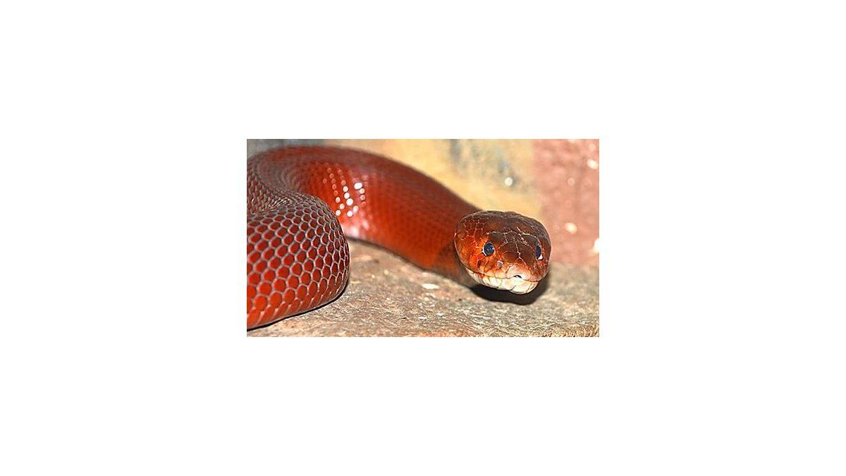 Una víbora roja desató el pánico en Santiago del Estero