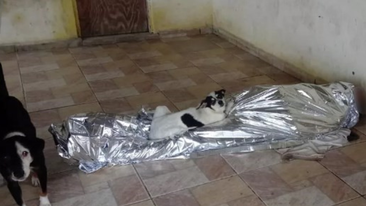 Horror en San Juan: un hombre murió solo y postrado en su casa y sus ...