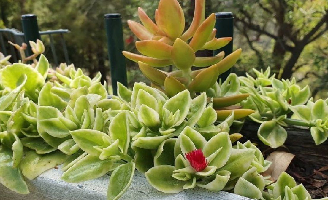 Suculentas con flores: qué hacer para que tus plantas no mueran en ...
