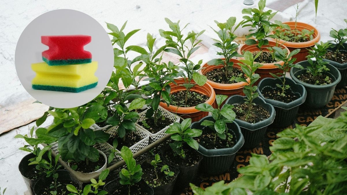 El truco de la esponja en las macetas que hará que tus plantas dejen de ...