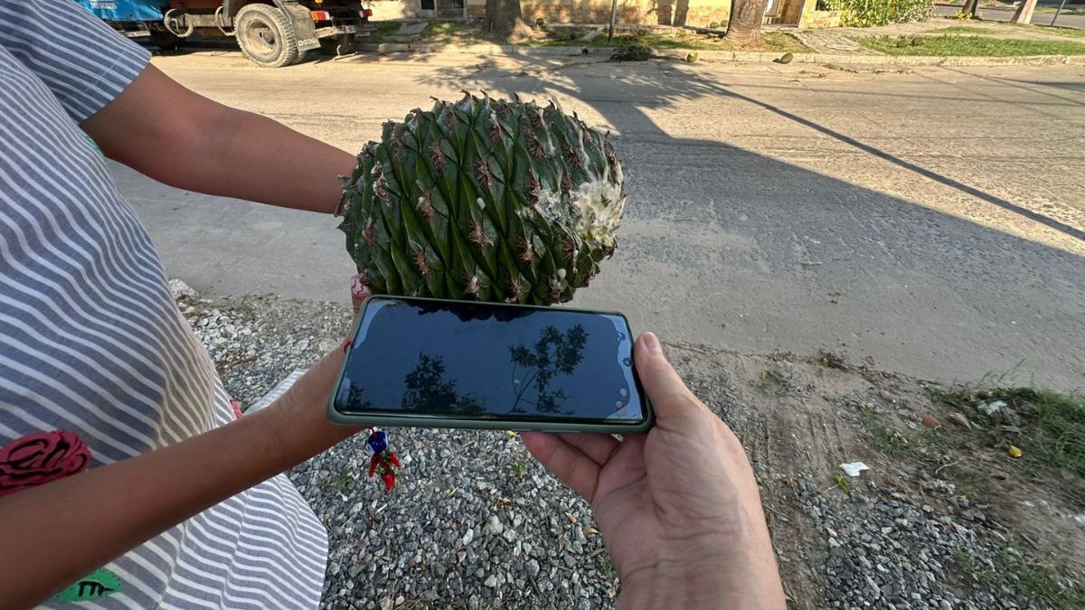 ¿Amenaza o patrimonio? El dilema de la Araucaria y sus frutos gigantes ...