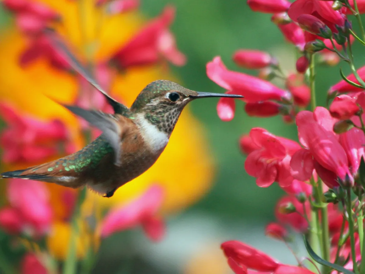El fascinante fenómeno por el que los colibríes eligen tu jardín