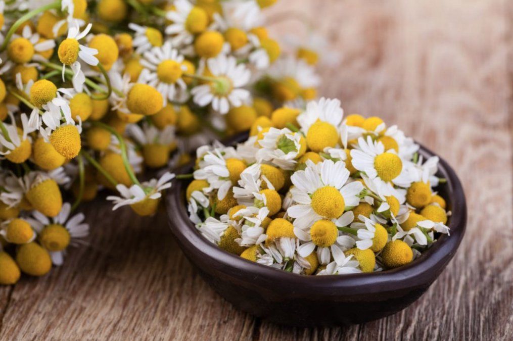 Manzanilla: 7 propiedades y beneficios de esta planta
