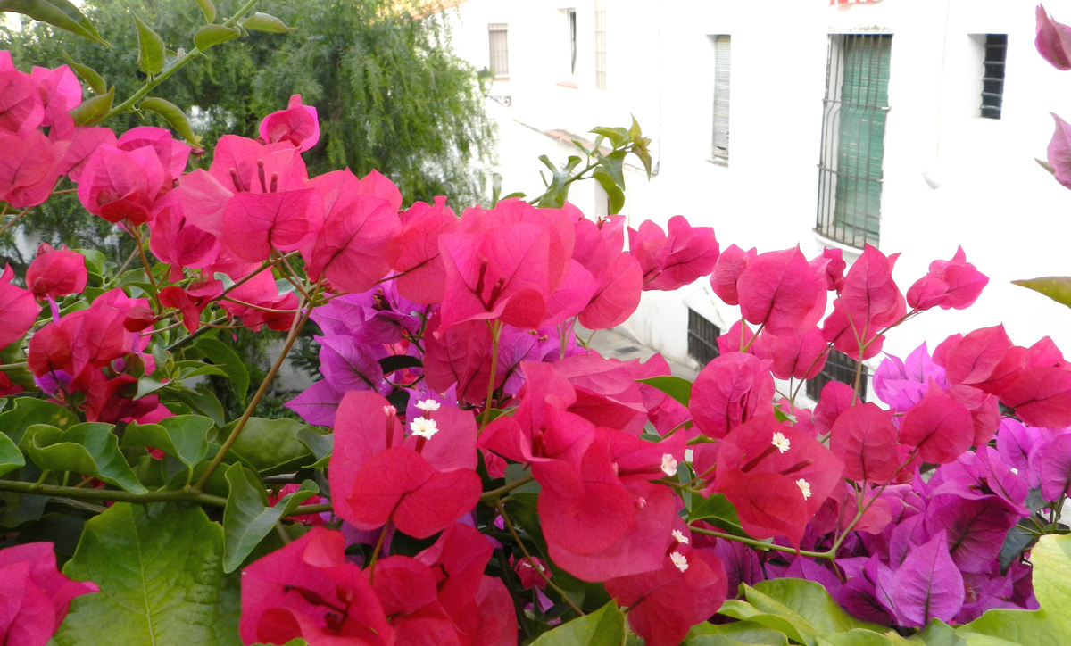 Santa Rita: descubrí sus propiedades medicinales y aprendé a preparar ...