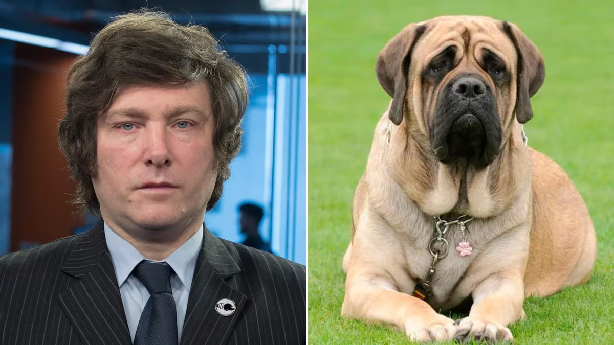 Un grupo de estudiantes secuestró a Conan, el perro de Javier Milei: el ...