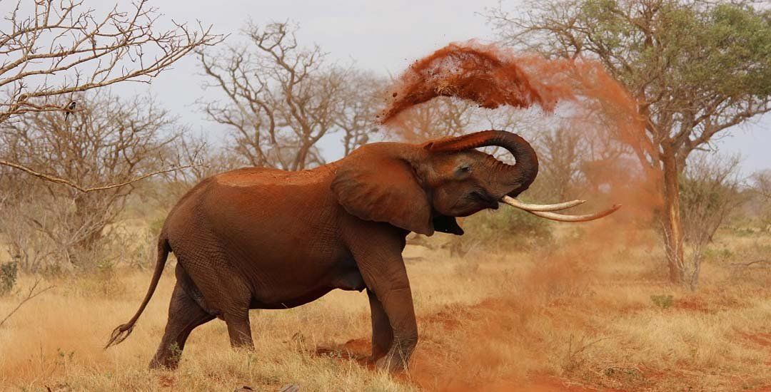 Una estampida de elefantes mató a un cazador furtivo