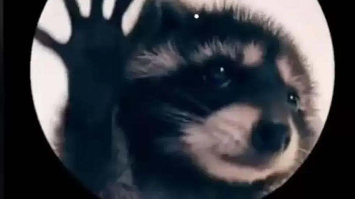 El sorprendente origen del TikTok viral del mapache que baila al ritmo ...