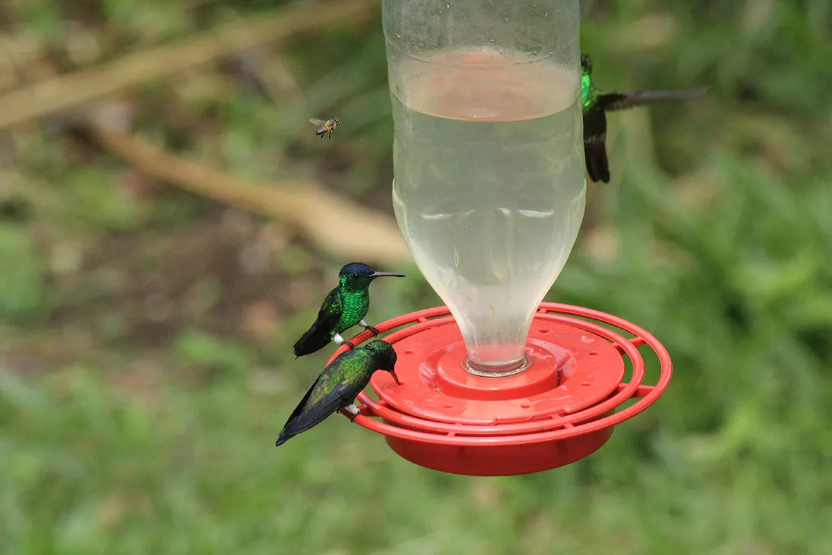 La mágica receta del néctar de colibrí que podés hacer desde tu casa