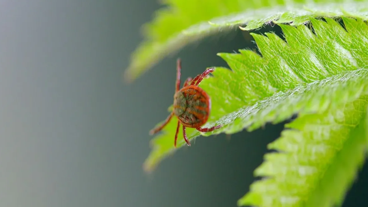 Adiós garrapatas: plantas que ayudan a mantenerlas lejos del jardín