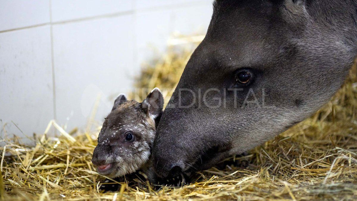 Jacinto, el tapir recién nacido en el Ecoparque porteño junto a su mamá