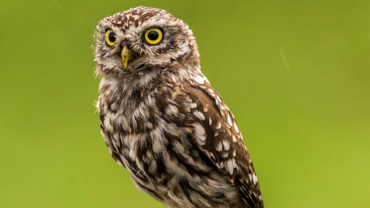 La lechuza en tu hogar: un mensaje enigmático por descifrar