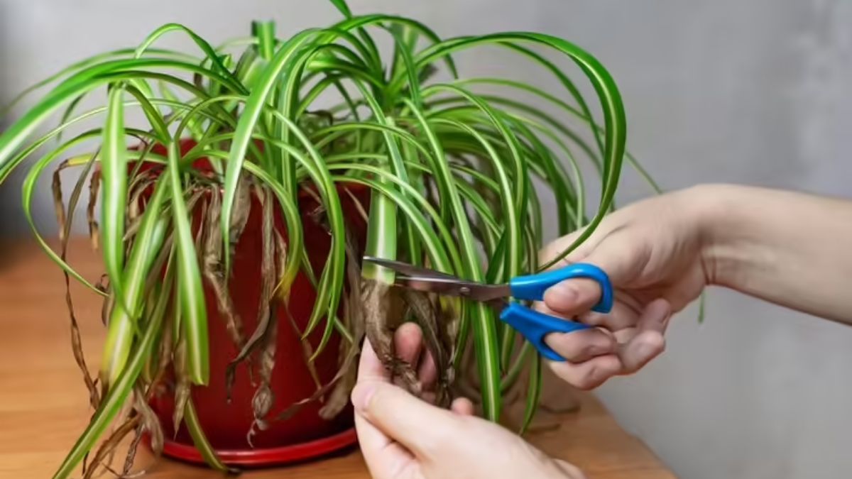 ¿Tus plantas se están muriendo? Probá estos 3 trucos simples de los ...