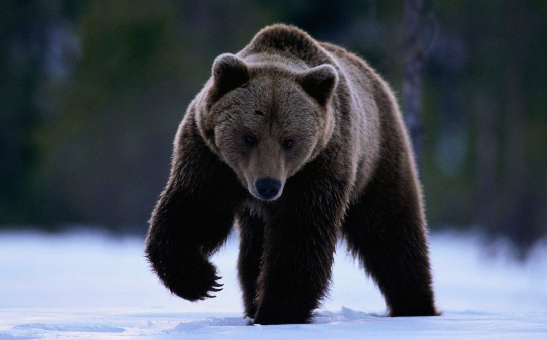 Un oso salvaje persigue a un esquiador en plena bajada por una pista