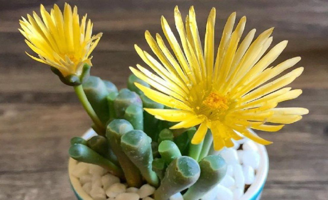 Suculentas con flores: qué hacer para que tus plantas no mueran en ...