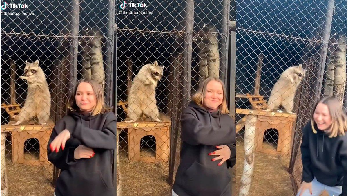 Mirá el baile del mapache que es furor en las redes
