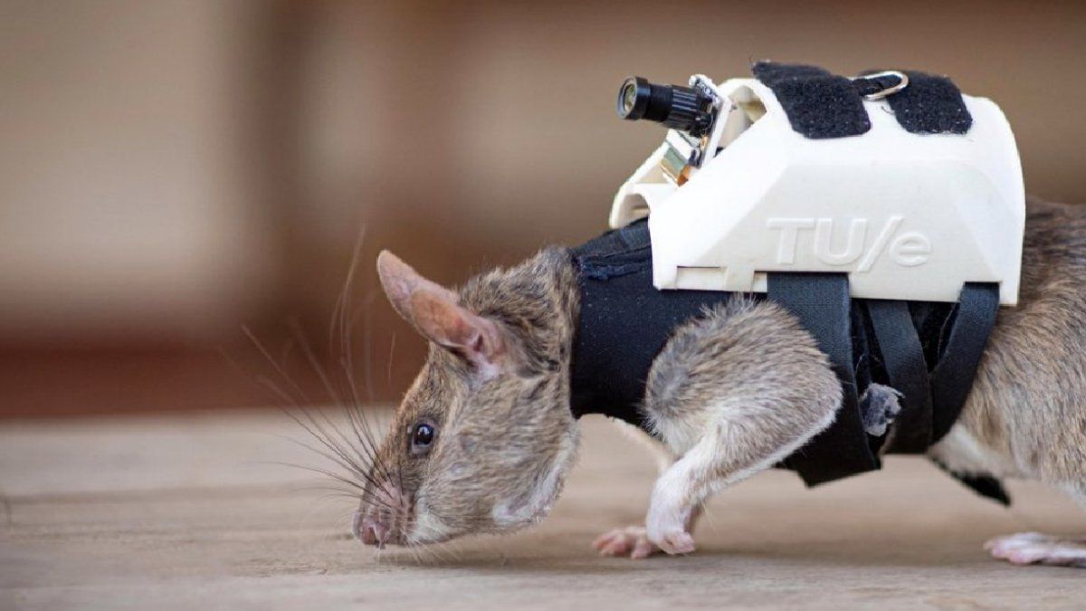 Llegaron a Turquía las ratas heroicas: ayudarán en la búsqueda de ...