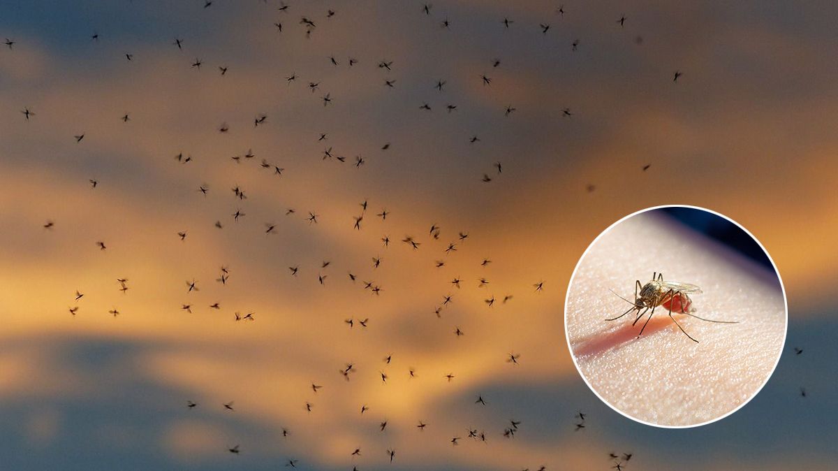 Invasión de mosquitos en Santa Fe: la explicación de los especialistas ...