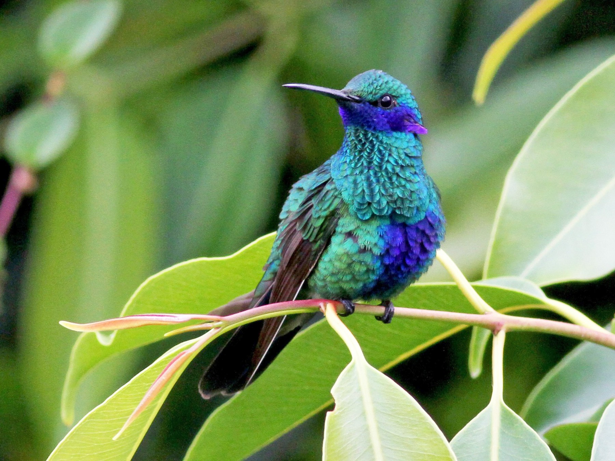 Cuántas especies de colibrí hay