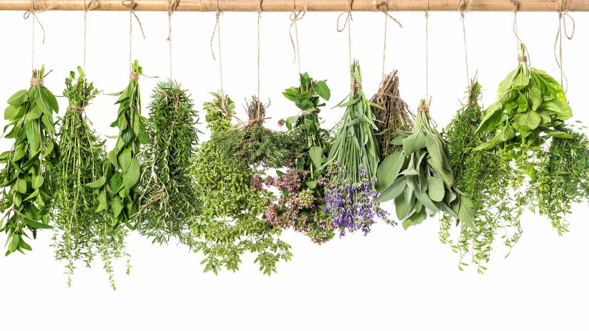 10 hierbas medicinales que no pueden faltar en tu botiquín natural