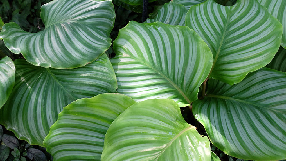 Cuidados que debes darle a tu calatea