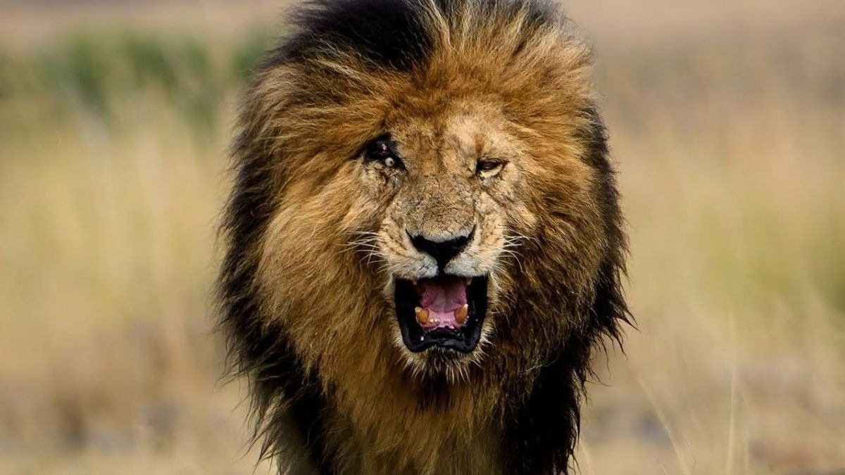 Murió a los 14 años Scarface, el león más viejo del mundo Murió a los 14 años Scarface, el león más viejo del mundo