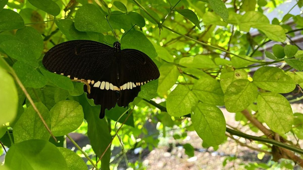 Qué significa que una mariposa negra entre a tu casa
