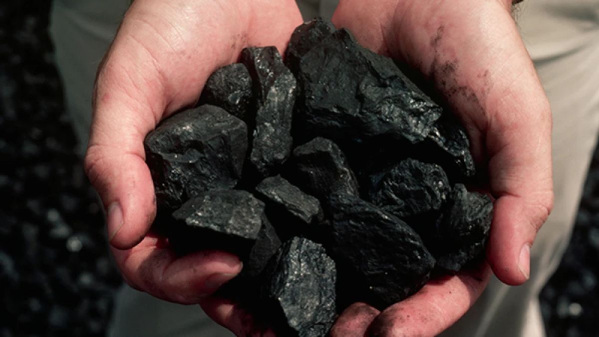 Carbón vegetal en las macetas: el truco simple que protege las raíces