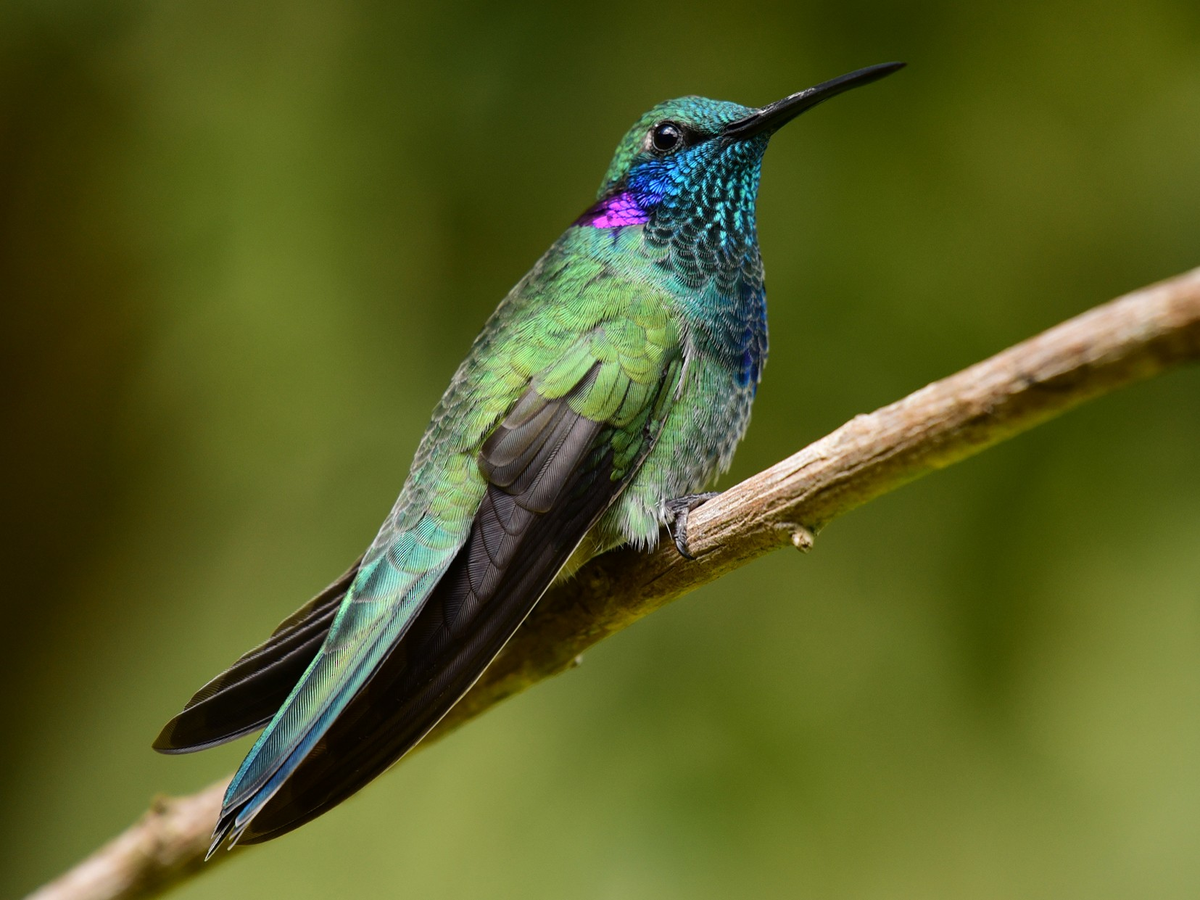 Cuántas especies de colibrí hay