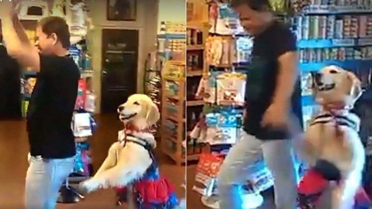 El perro que se viralizó poniéndole tremendo ritmo a la salsa